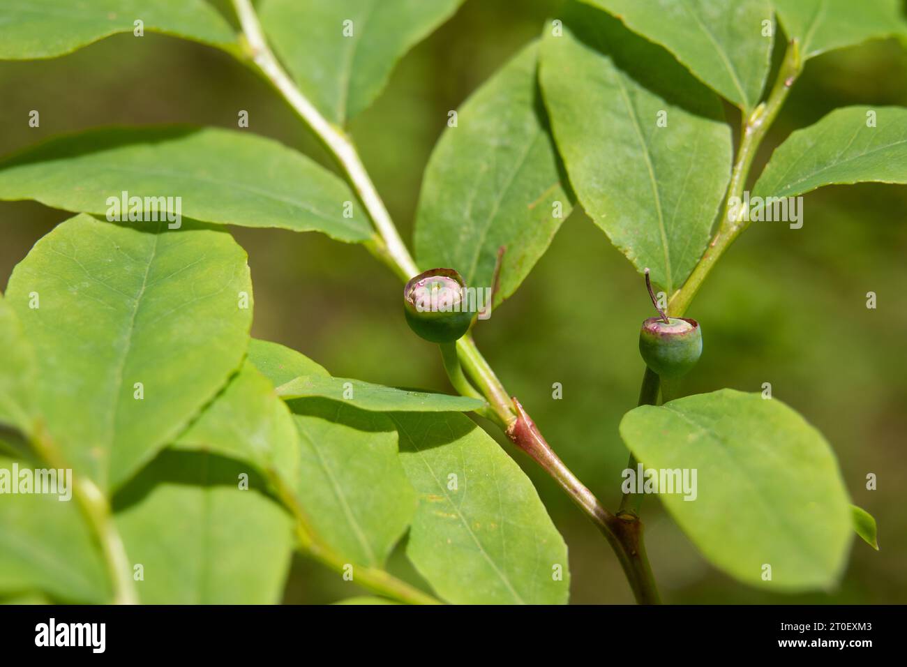 Alaska blueberry vaccinium ovalifolium -Fotos und -Bildmaterial in ...