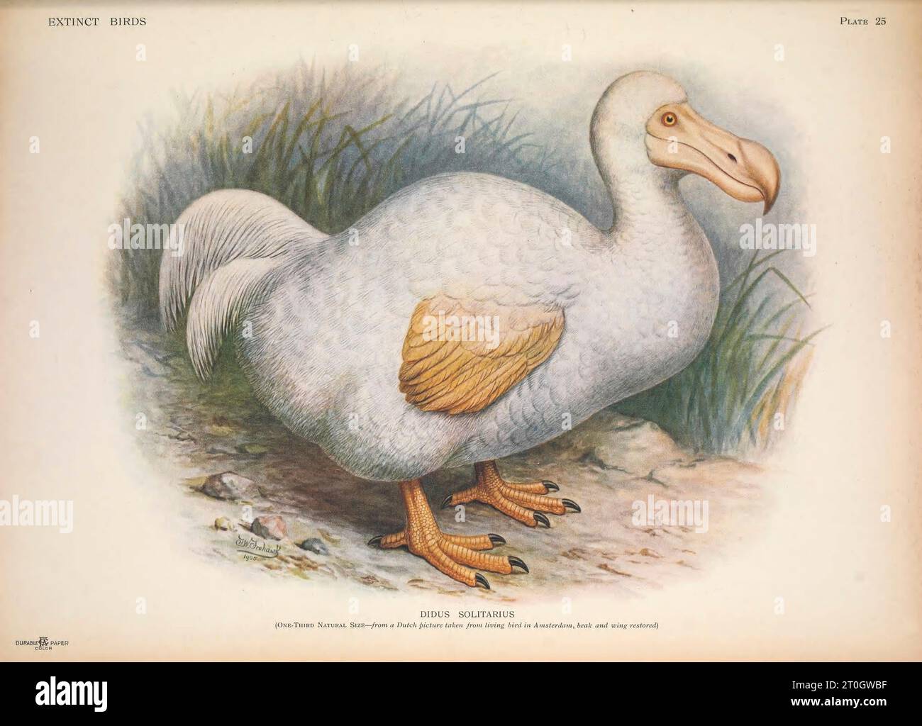 Pezophaps solitaria -Fotos und -Bildmaterial in hoher Auflösung – Alamy