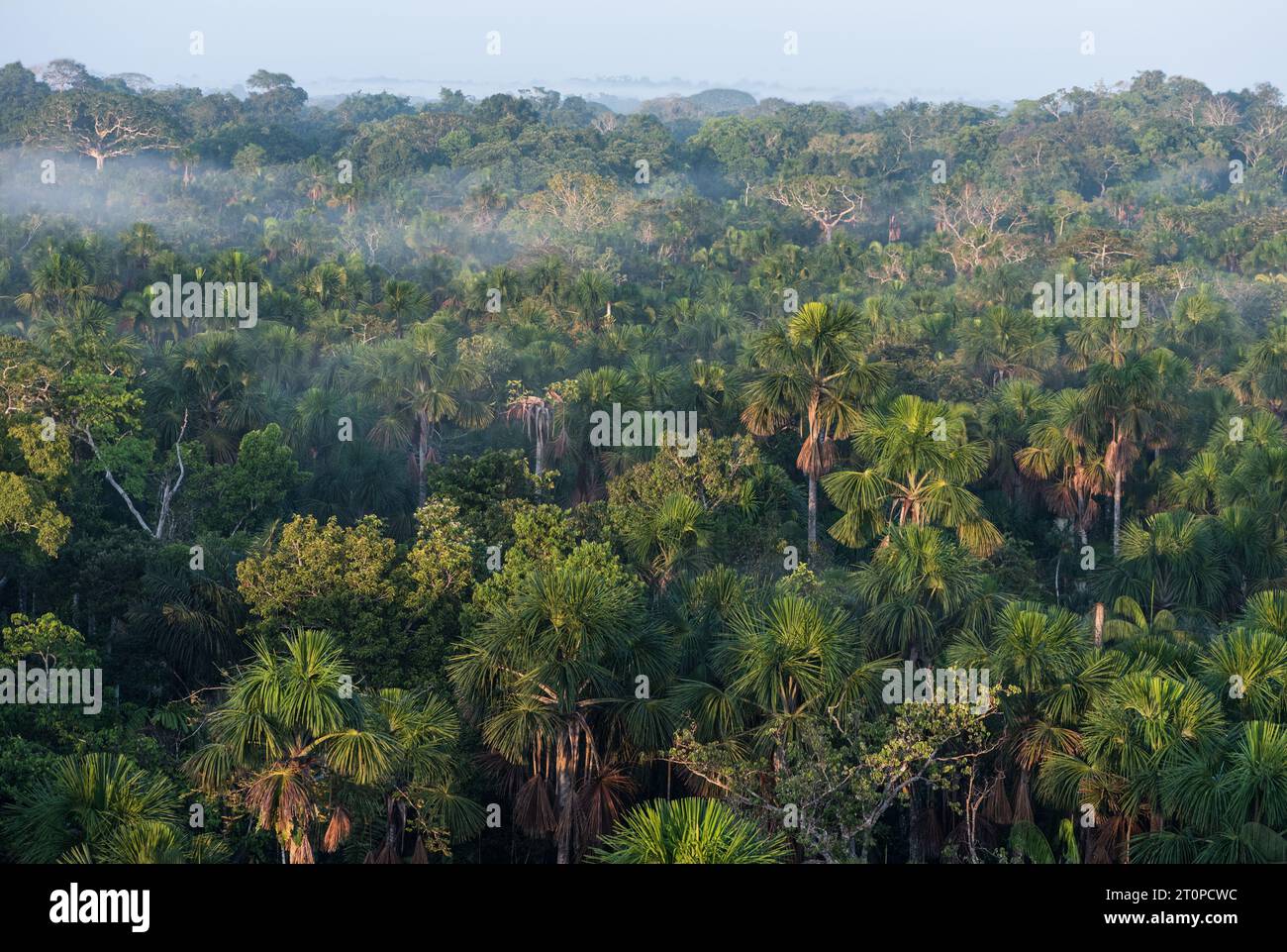 Blick auf den Amazonas-Regenwald von der Spitze des 45 Meter hohen ...