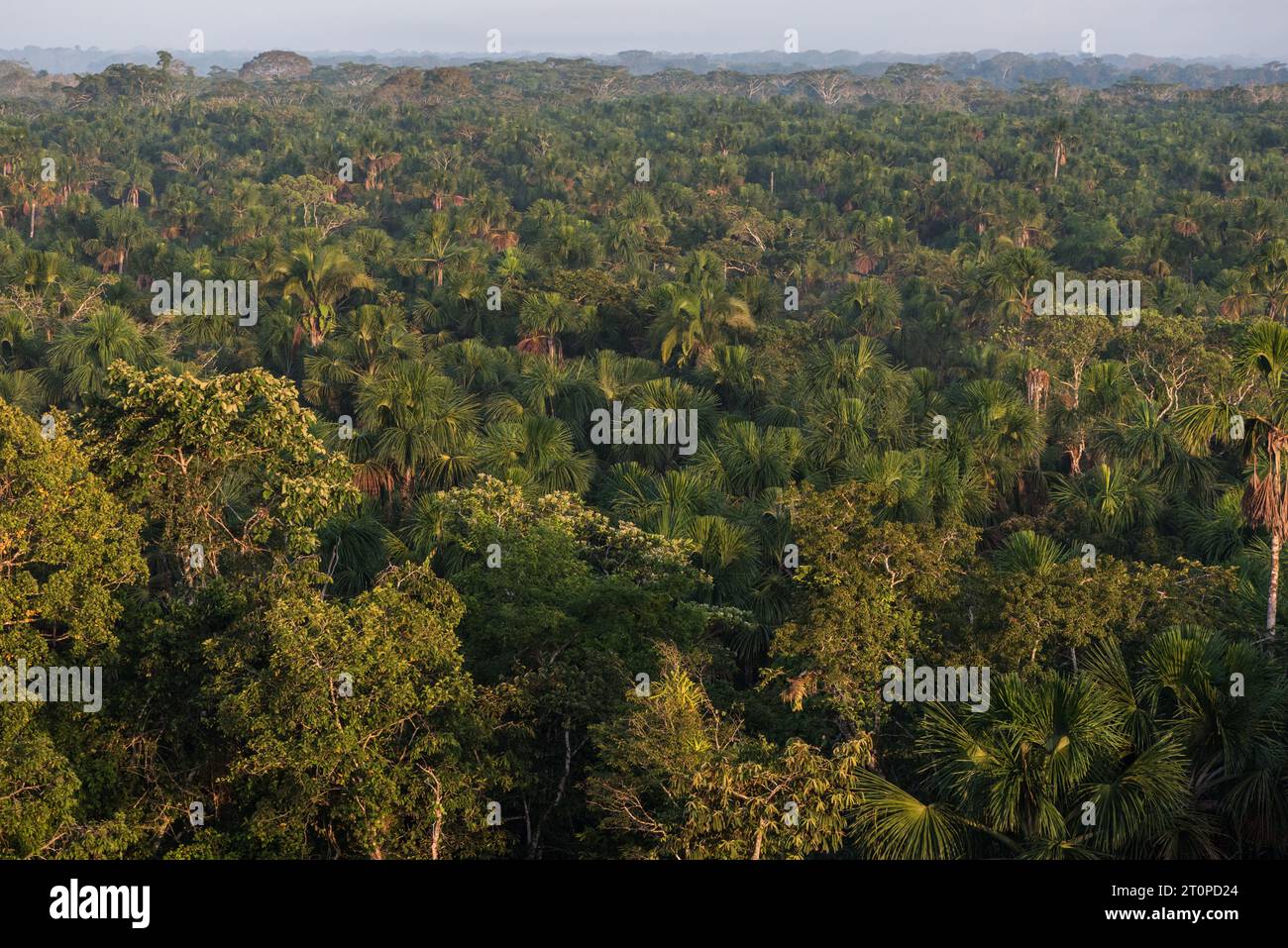 Blick auf den Amazonas-Regenwald von der Spitze des 45 Meter hohen ...