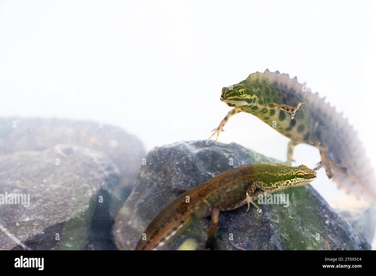Gemeiner Molch (Lissotriton vulgaris), Palmatenmolch (Lissotriton ...