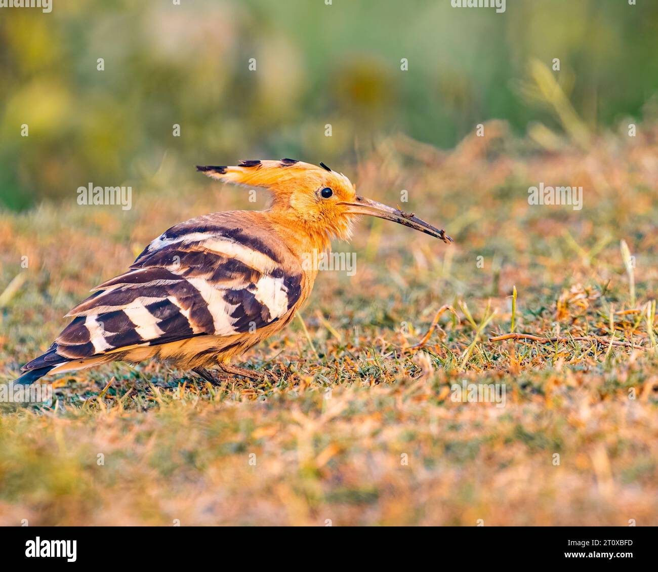 Eine mulde in der erde -Fotos und -Bildmaterial in hoher Auflösung – Alamy