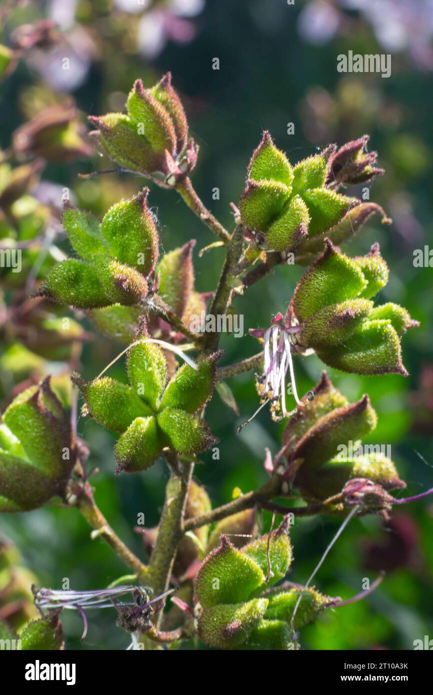 Samen auf Stängeln Dictamnus Albus ist eine Gattung von Blütenpflanzen ...