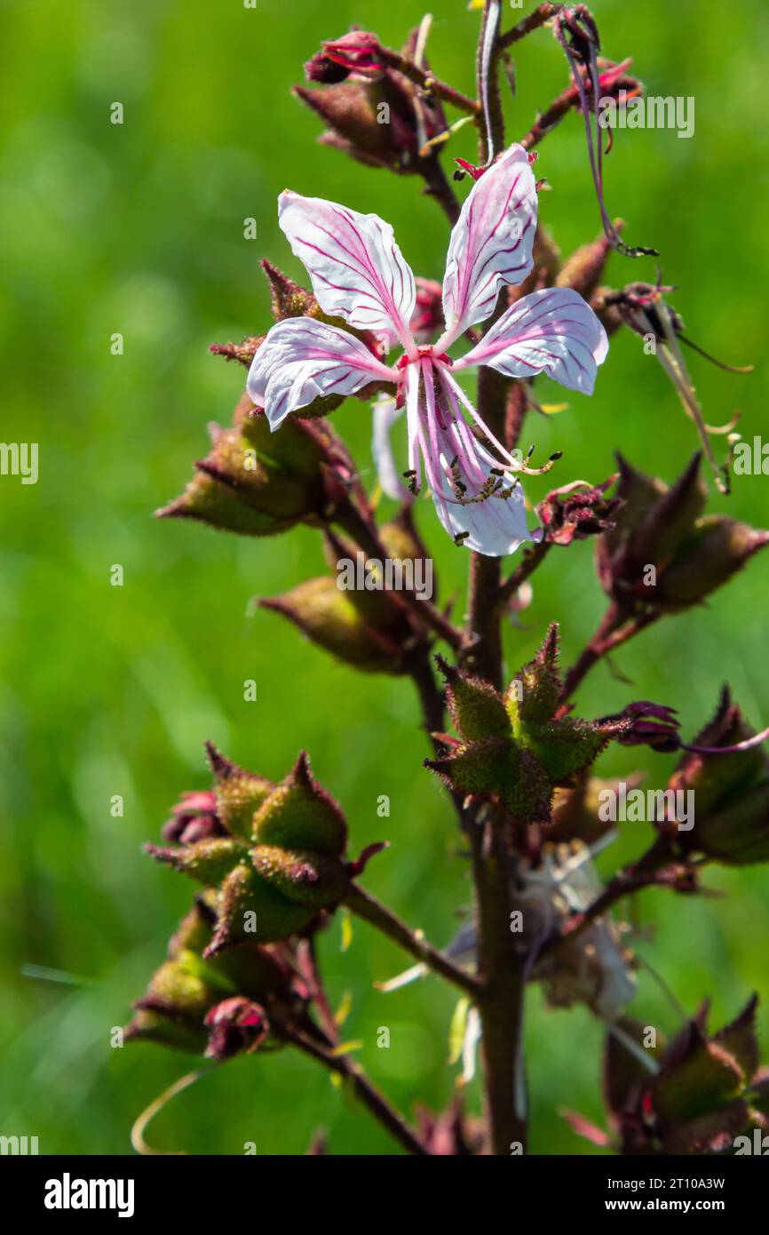 Samen auf Stängeln Dictamnus Albus ist eine Gattung von Blütenpflanzen ...