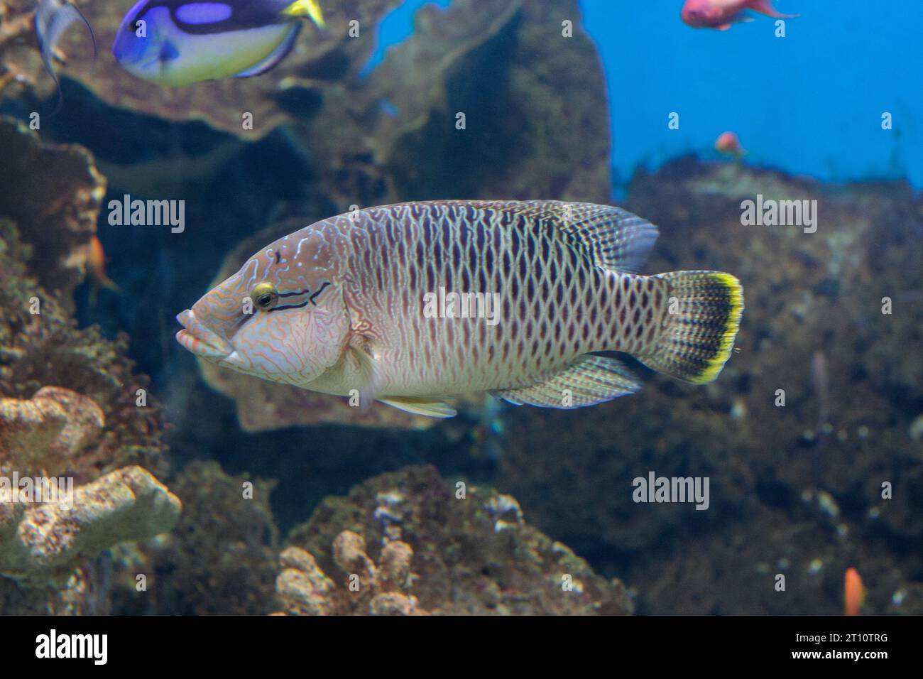 Weibliche Napoleon Wrasse oder Cheilinus undulatus. Auch bekannt als ...
