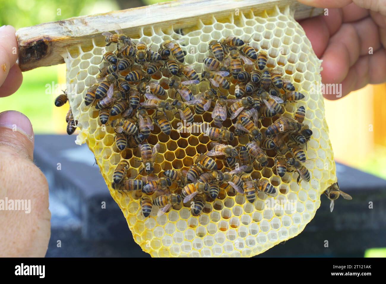 Der Imker zeigt die Bienenkönigin in einem Nistgestell unter den Bienen ...
