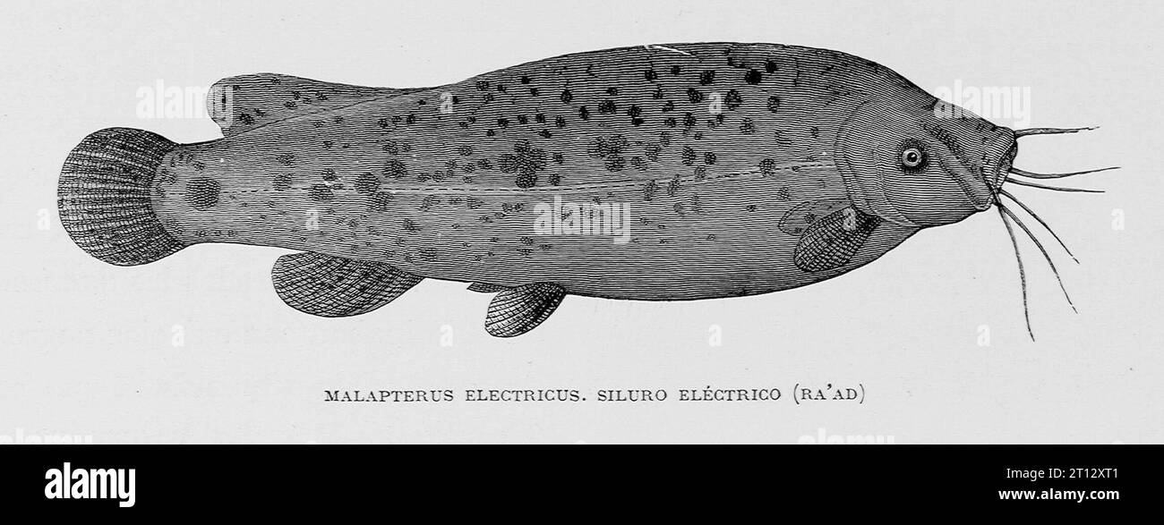 Autor: Ebers, Georg Moritz, 1837-1898 Descripción bibliográfica: Egipto ...