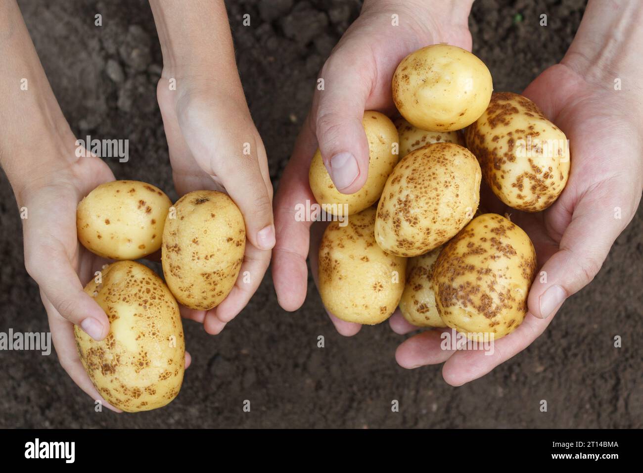 Wunderschne Kartoffeln Zweimal Ernten Fotos