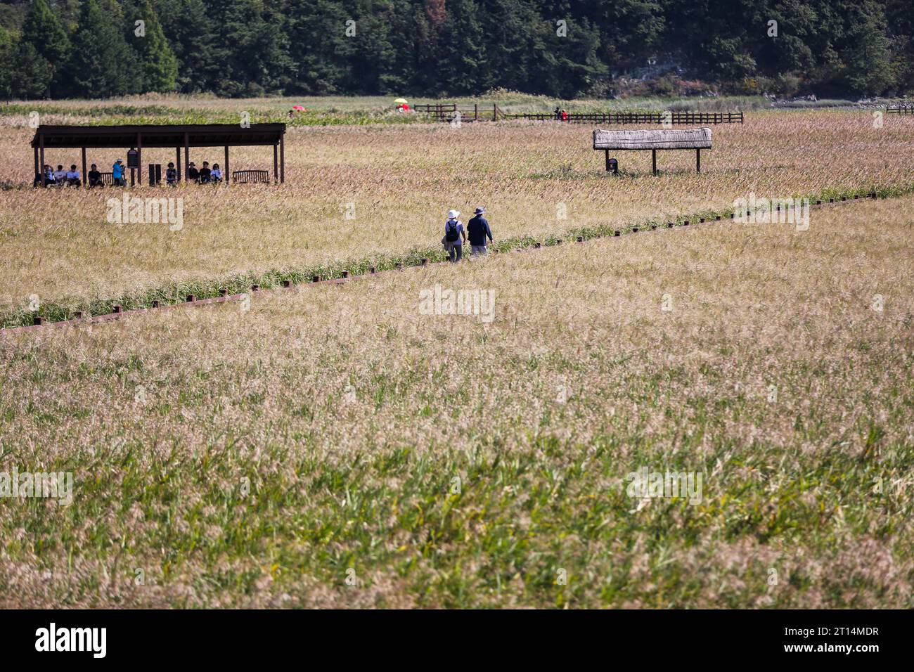 Suncheon bay wetland reserve -Fotos und -Bildmaterial in hoher ...