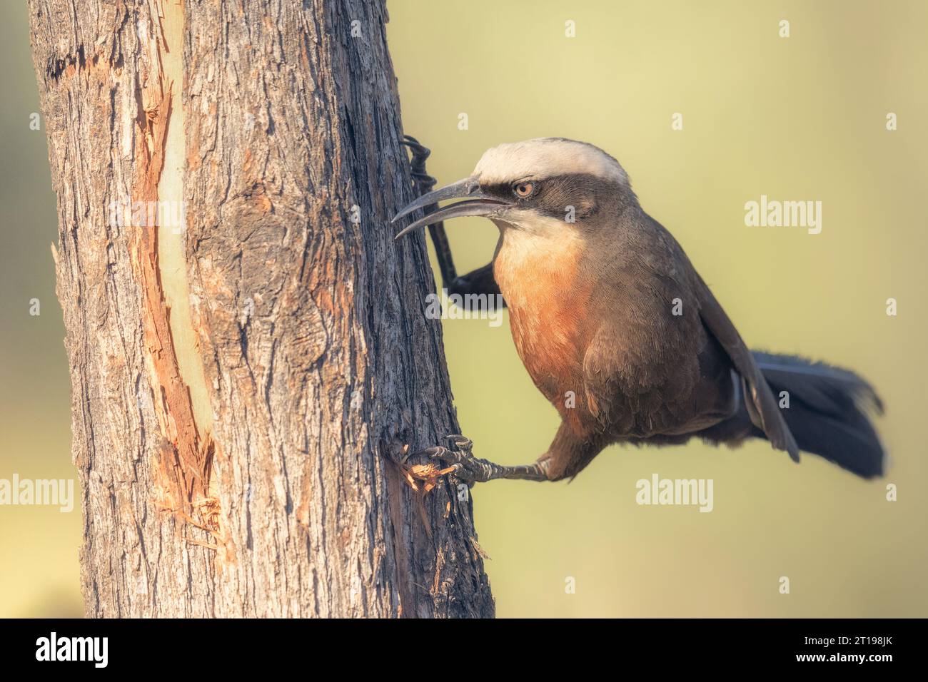 Pomatostomus temporalis -Fotos und -Bildmaterial in hoher Auflösung – Alamy