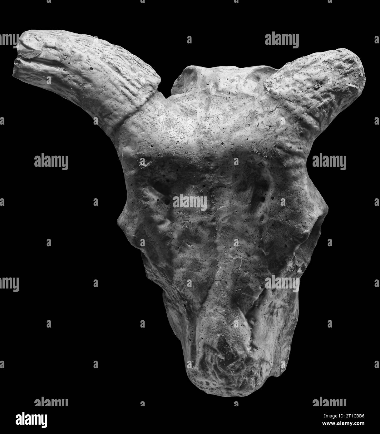 Leptobos stier -Fotos und -Bildmaterial in hoher Auflösung – Alamy