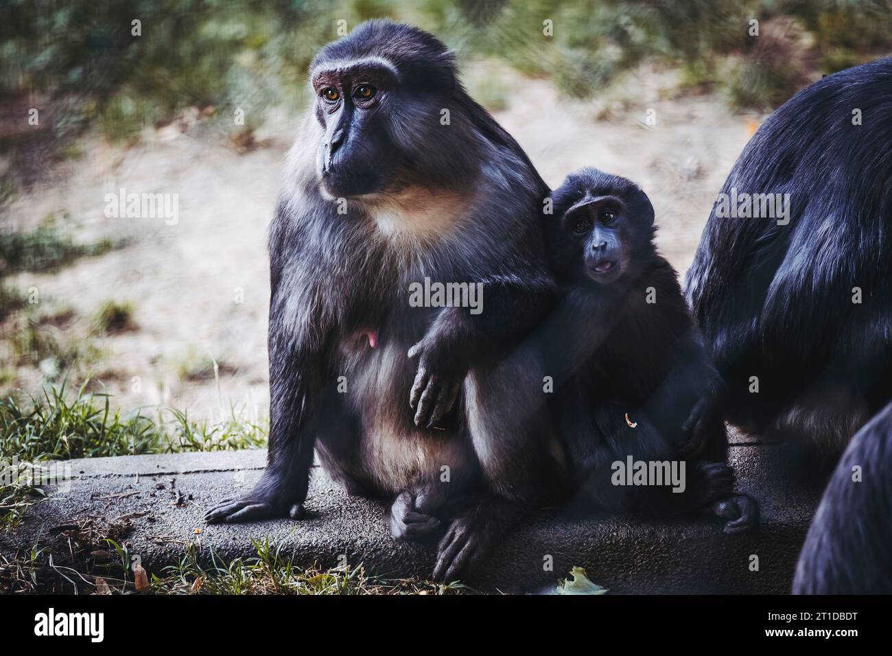 Tonkean schwarzer makaken -Fotos und -Bildmaterial in hoher Auflösung ...