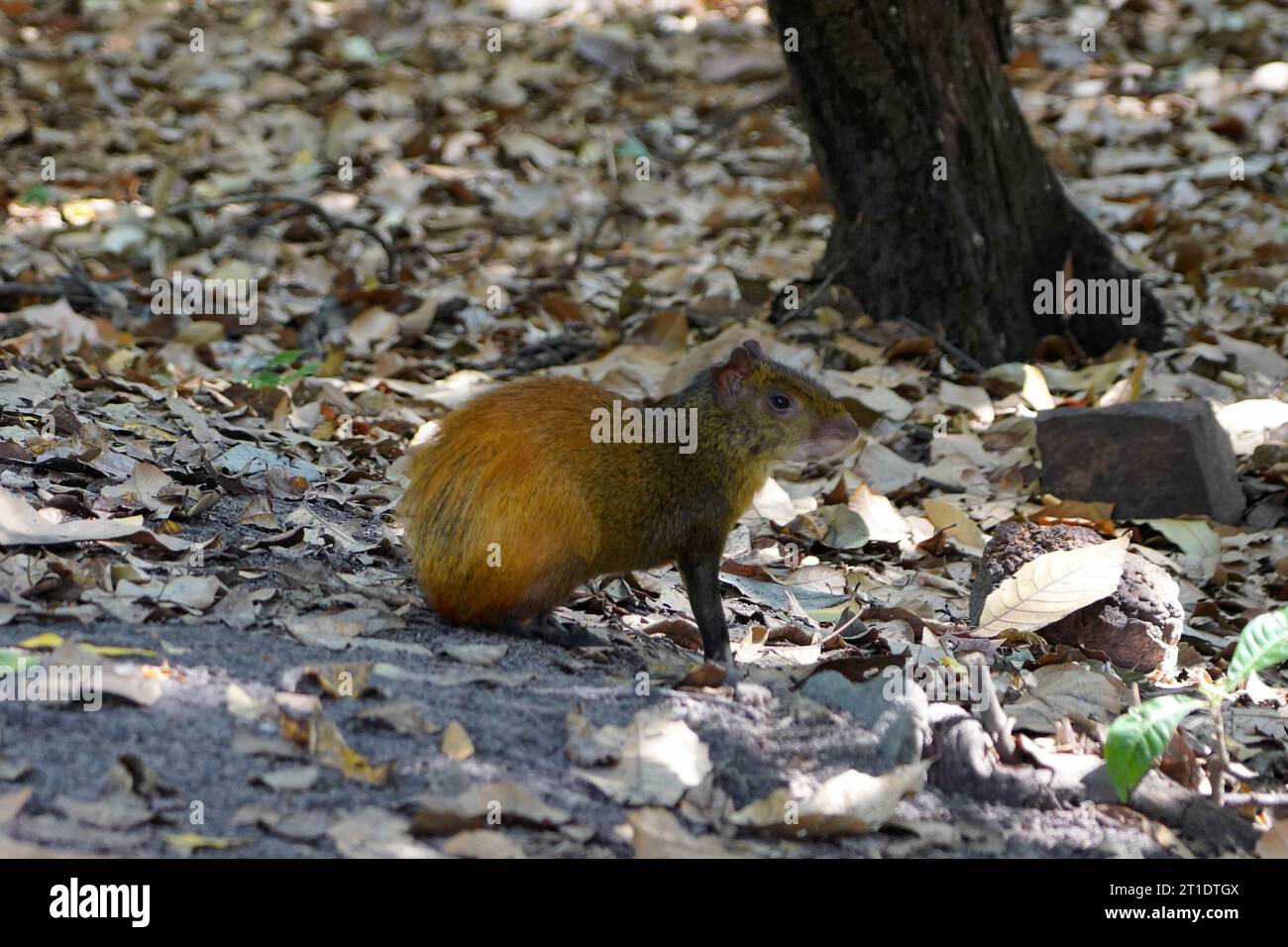 Wild flüchtet in den wald -Fotos und -Bildmaterial in hoher Auflösung ...