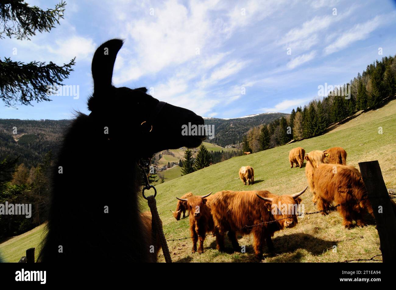 A Lama, Lama oder Alpaca, Ein domestizierter südamerikanischer Kamelid ...