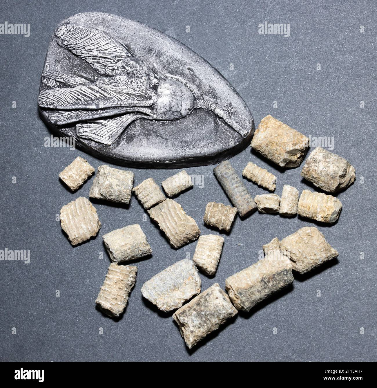 Ein Abguss vom Kelch eines Crinoiden. Diese wirbellosen tropischen ...