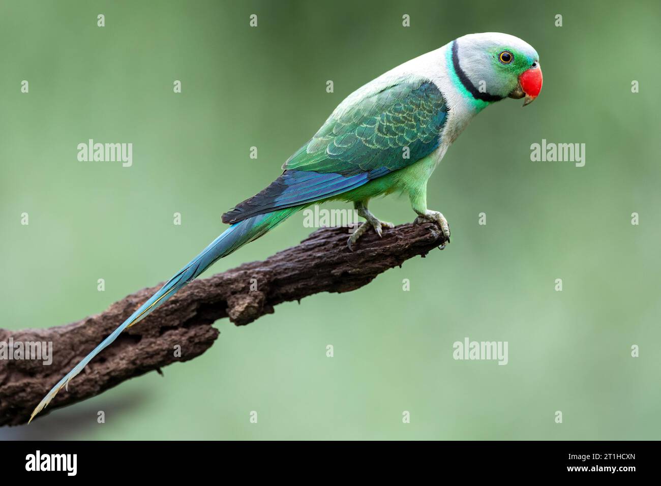 Malabar Sittich oder Blauflügelsittich (Psittacula columboides) – Ein ...