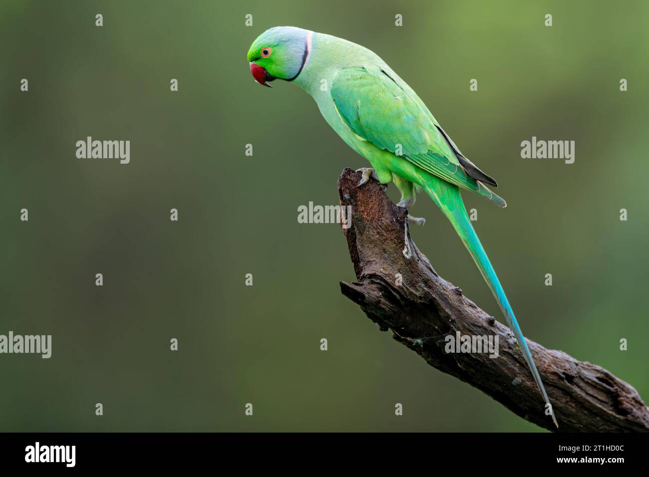 Malabar Sittich oder Blauflügelsittich (Psittacula columboides) – Ein ...