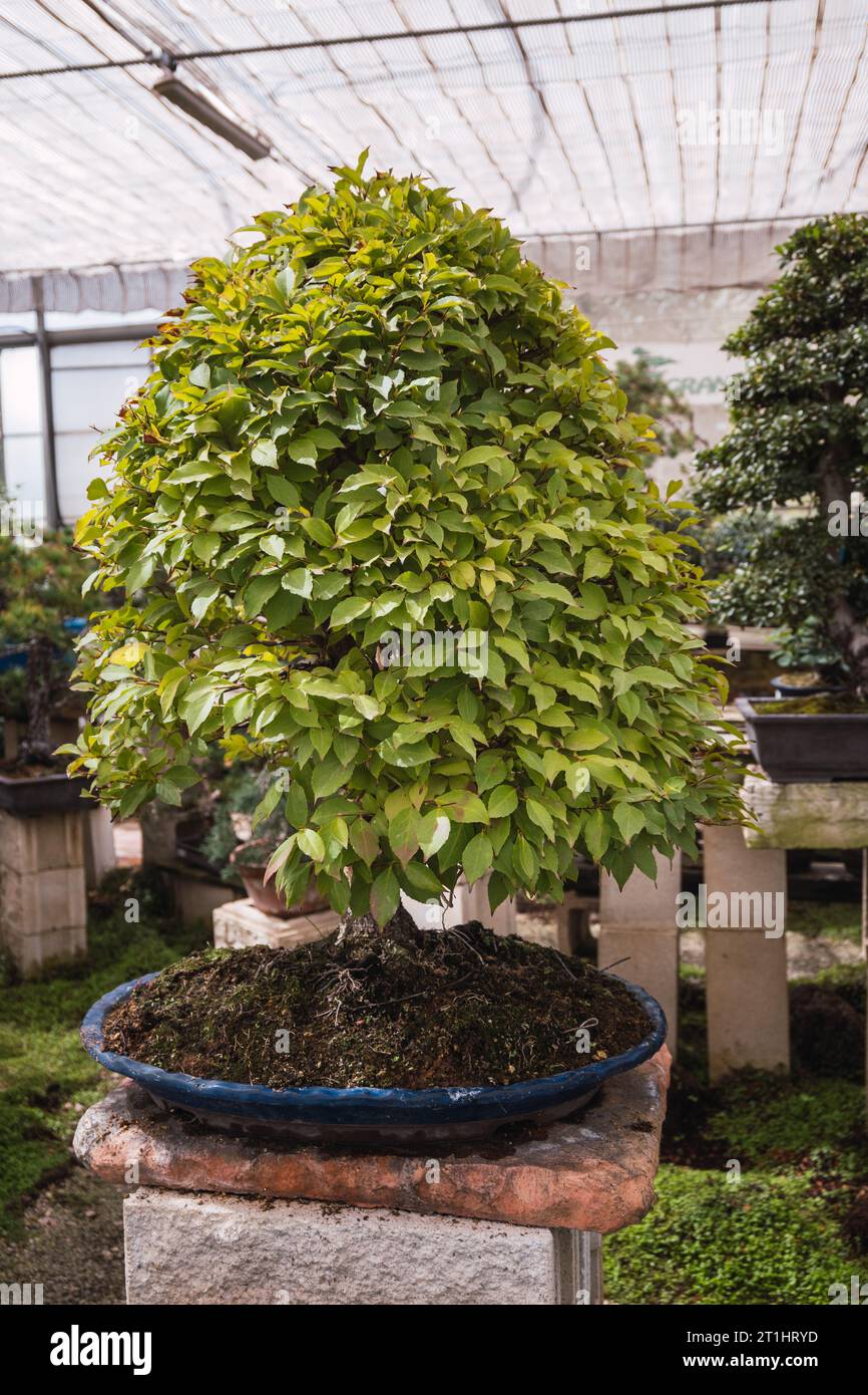 Omiya bonsai village -Fotos und -Bildmaterial in hoher Auflösung – Alamy