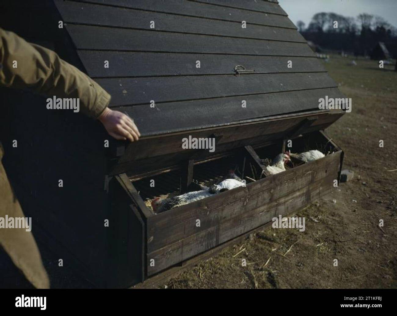 Geflügel in Großbritannien, 1944 Nistkästen sollten Sie eine Schicht ...