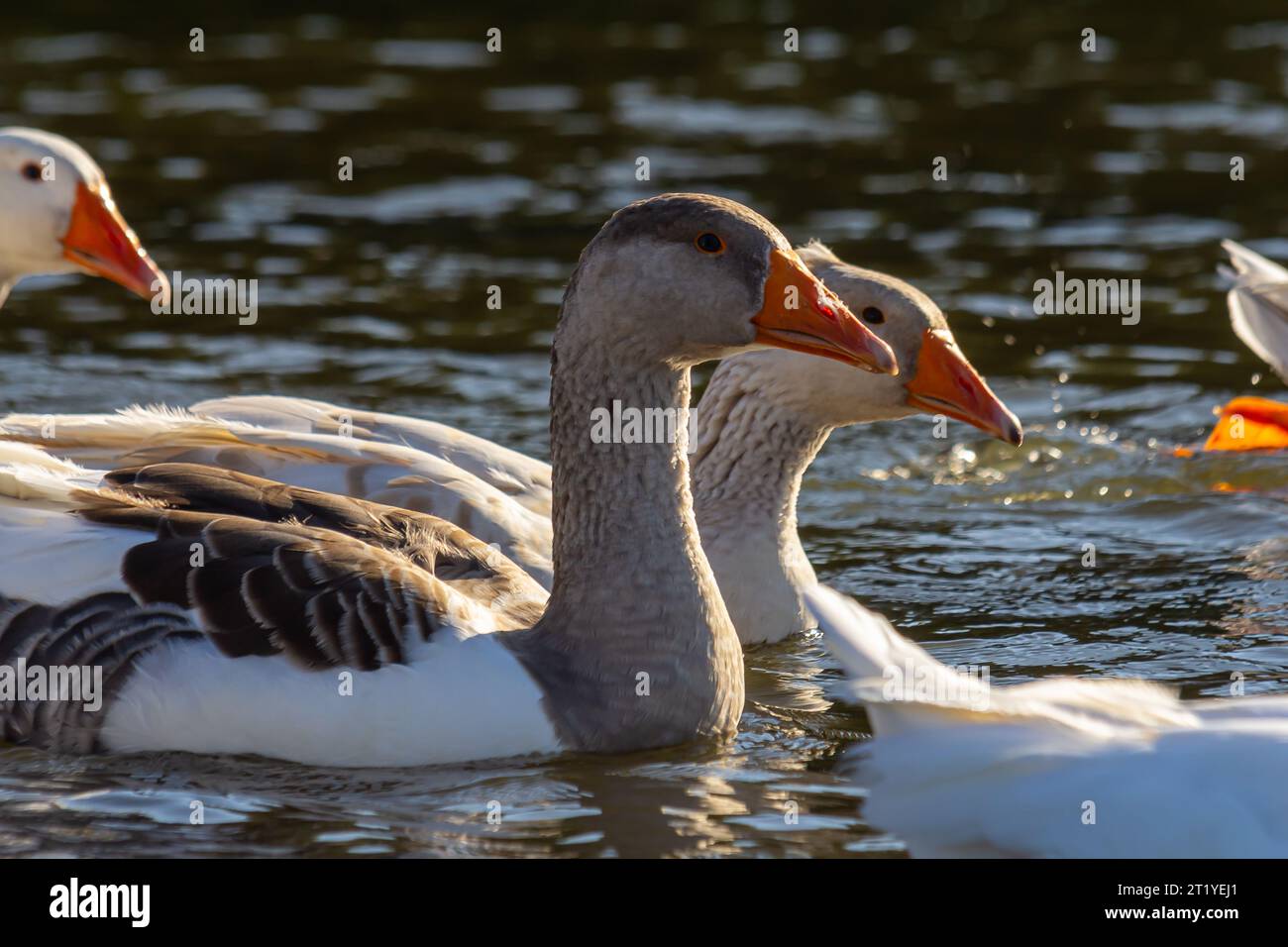 Eine Hausgans ist eine Gans, die Menschen domestiziert und für Fleisch ...