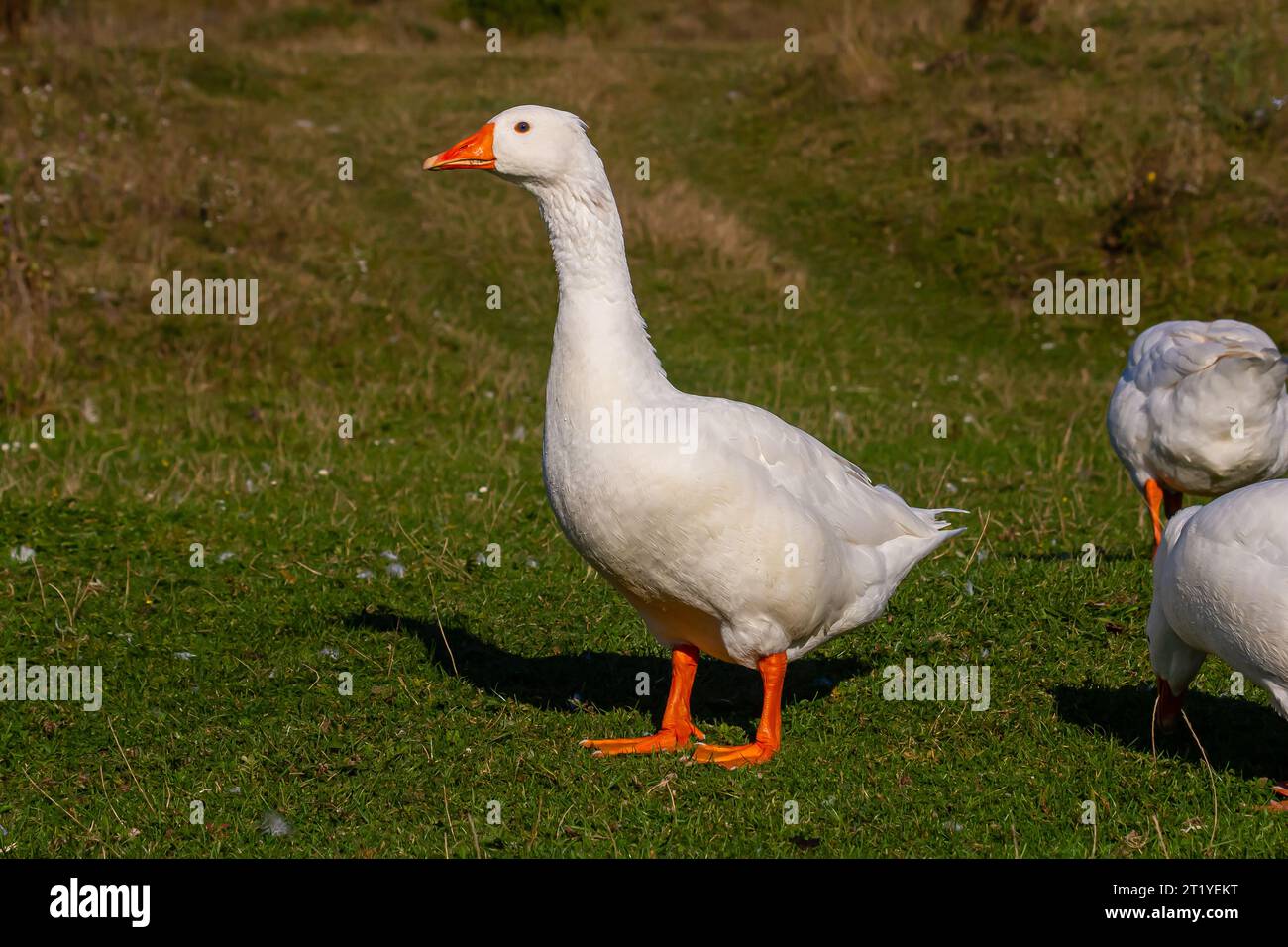 Eine Hausgans ist eine Gans, die Menschen domestiziert und für Fleisch ...