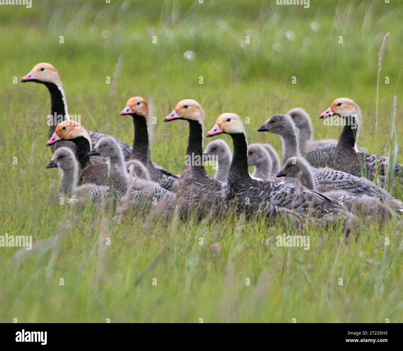 Es wurde ein Foto von fluglosen Gänsen gemacht, die zur Aufnahme für ...