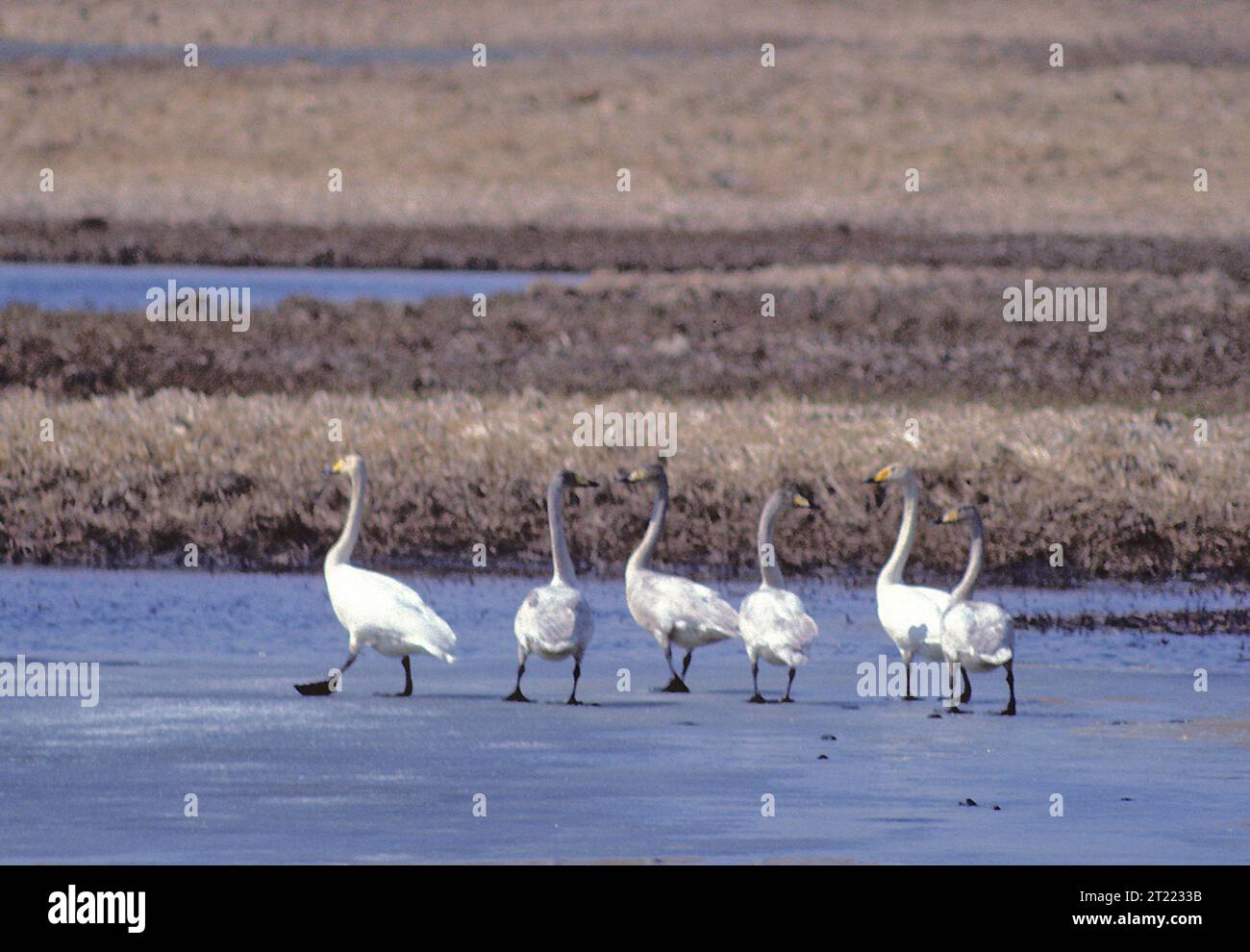 Das Foto wurde auf Amchitka Island, Alaska Maritime NWR aufgenommen ...