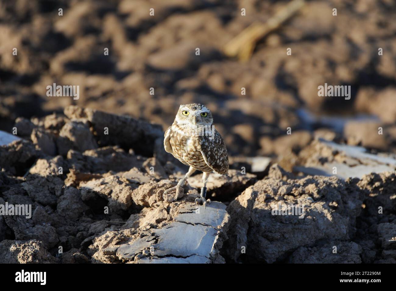 Empfindliche arten -Fotos und -Bildmaterial in hoher Auflösung – Alamy