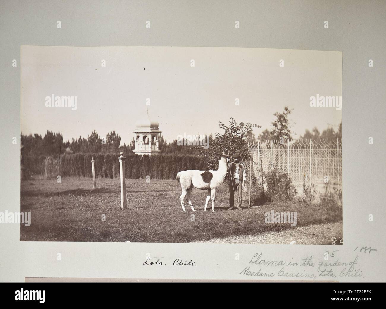"Lama im Garten von Madame Causino, Lota, Chile." National Archives at ...