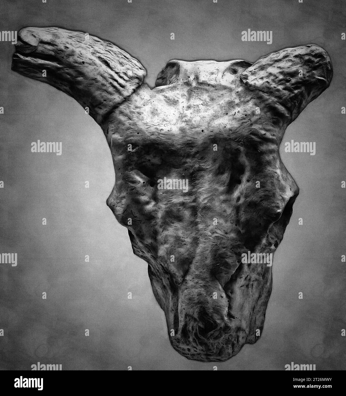 Leptobos stier -Fotos und -Bildmaterial in hoher Auflösung – Alamy