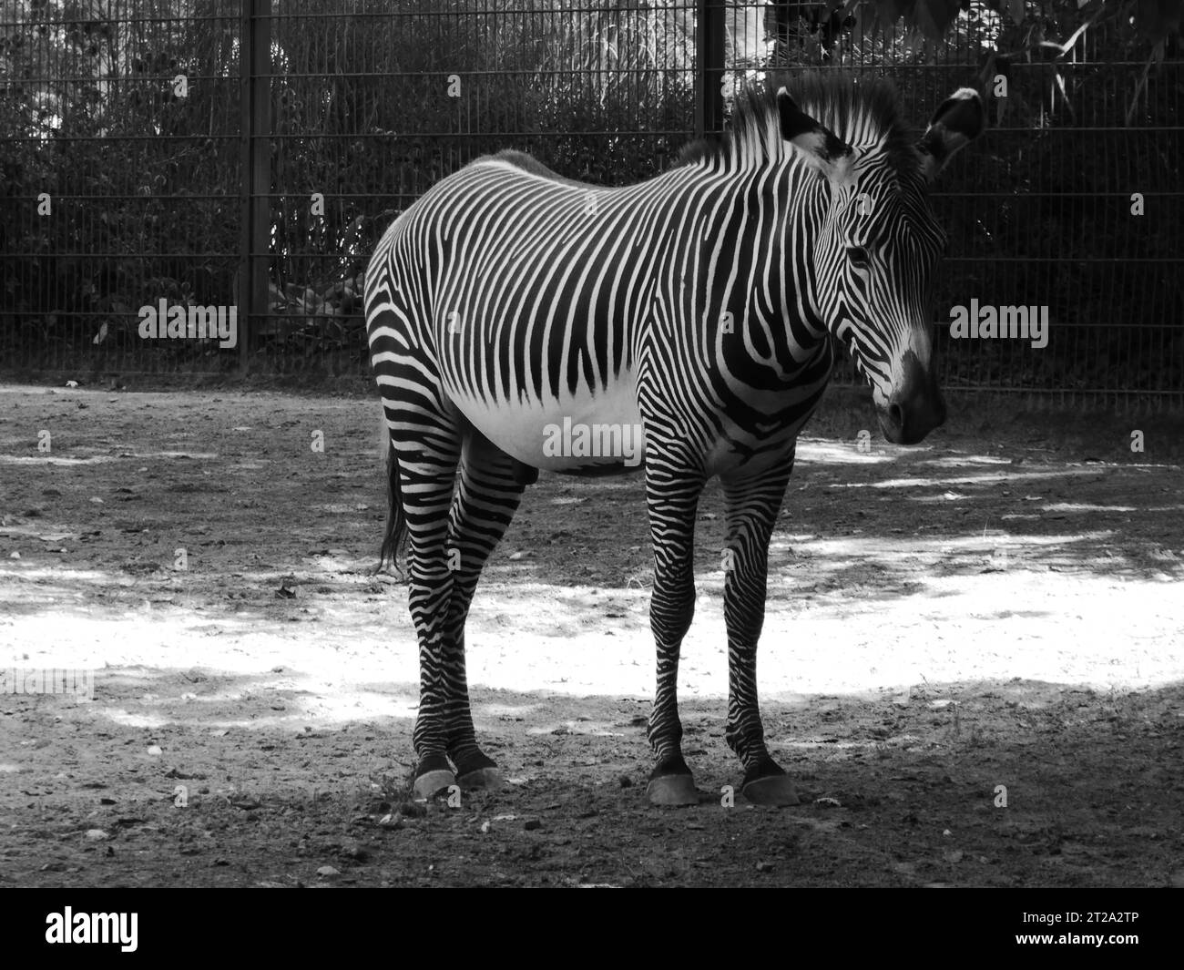 Zebra reiten afrika -Fotos und -Bildmaterial in hoher Auflösung – Alamy