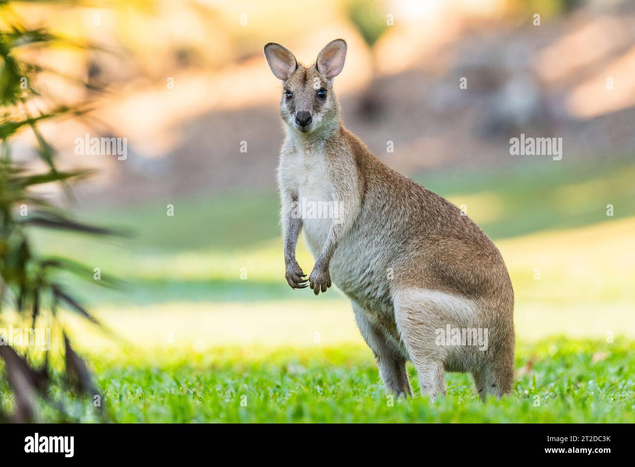 Das agile Wallaby (Notamacropus agilis), auch bekannt als Sandwallaby ...