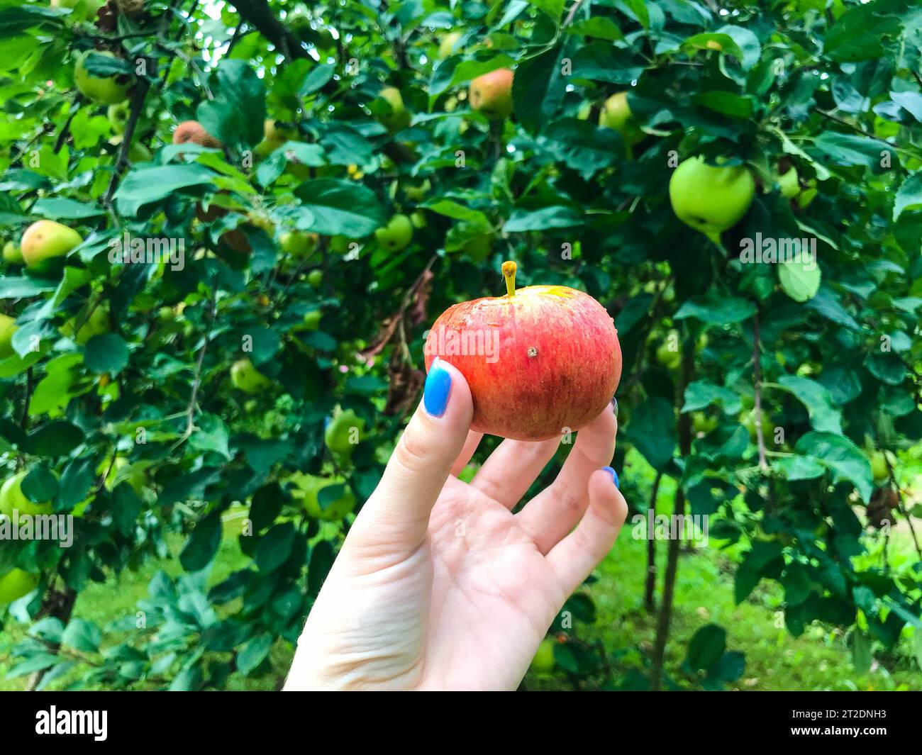 Ein kleiner roter Apfel in den Händen eines Mädchens mit einer blauen ...