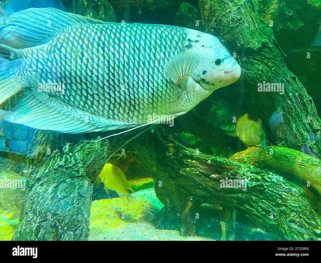 Meer bottom. Korallen, Steine, Treibholz im Wasser. Ein dicker, großer ...