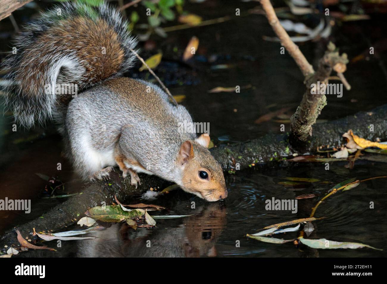 Graues Eichhörnchen Sciurus carolinensis, trinkend vom Rand des ...