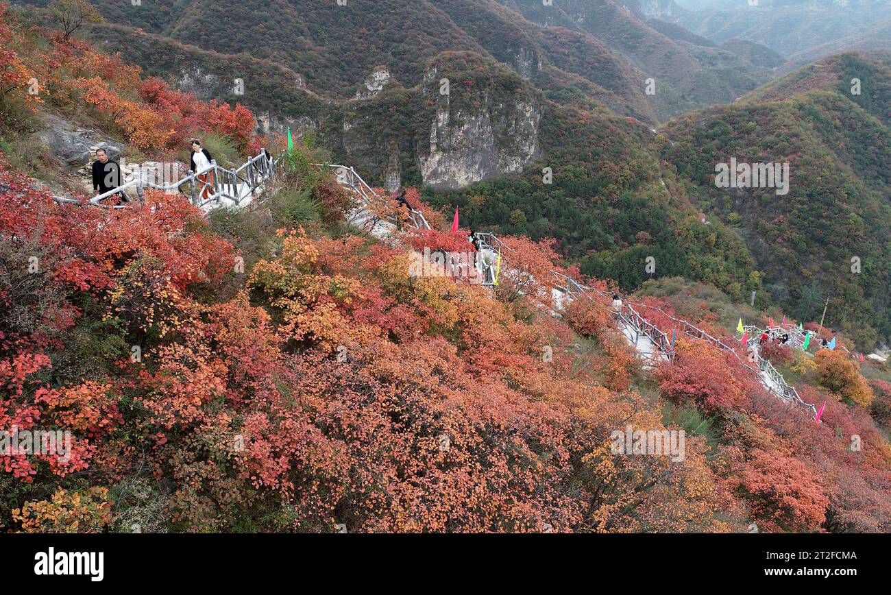 HANDAN, CHINA - 19. OKTOBER 2023 - Touristen genießen die blühenden ...