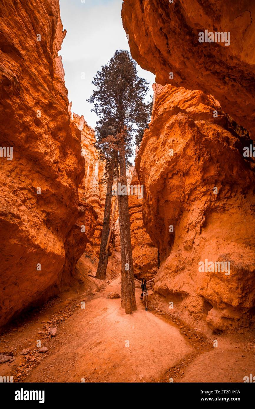 Eine Frau im Baum in einem Riss des Navajo Loop Trail im Bryce National ...