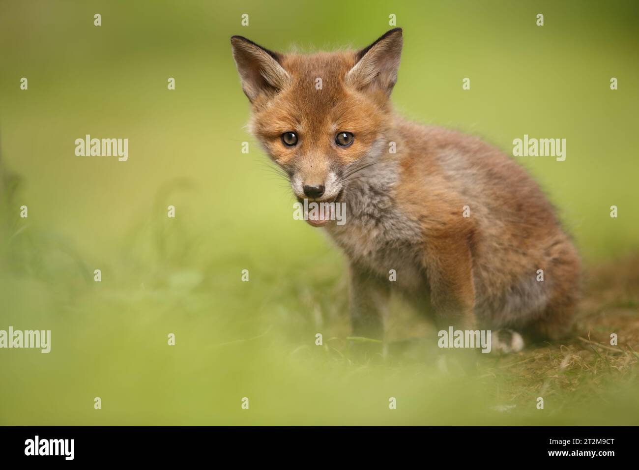Süßer fuchs -Fotos und -Bildmaterial in hoher Auflösung – Alamy
