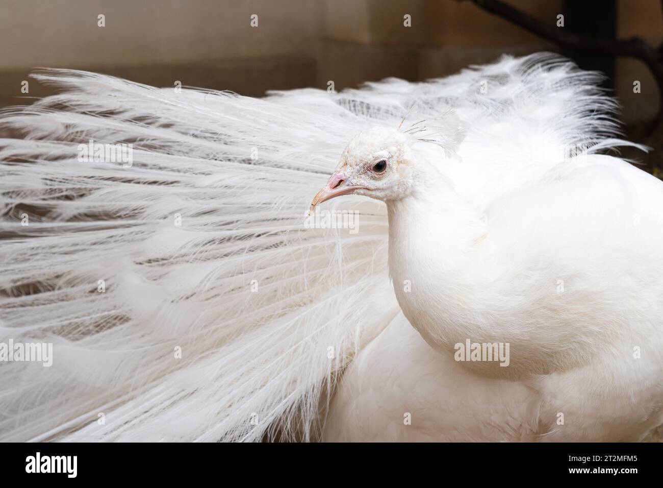 Prager gärten -Fotos und -Bildmaterial in hoher Auflösung – Alamy