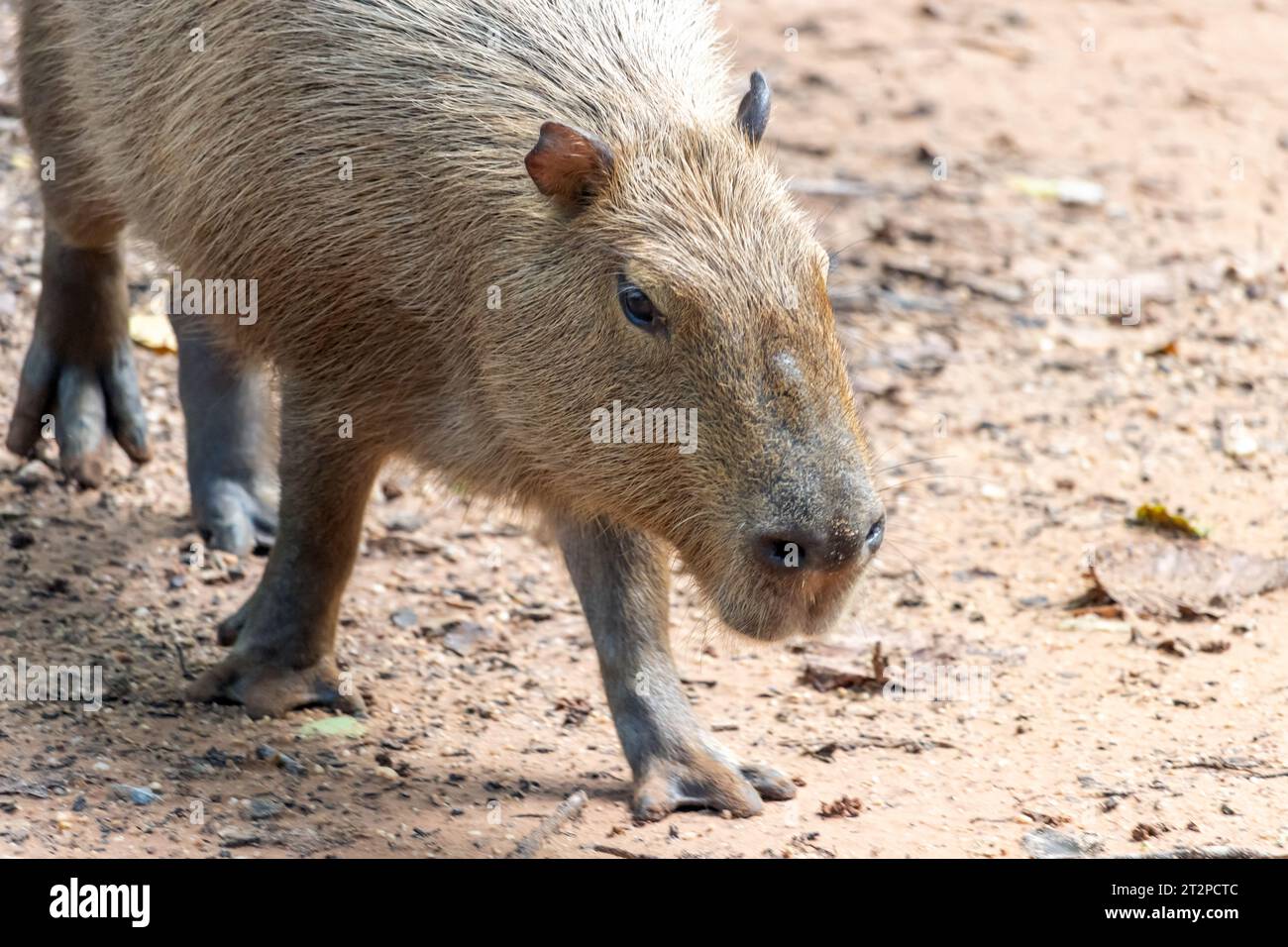 Capibara o capibara hydrochoerus hydrochaeris -Fotos und -Bildmaterial ...