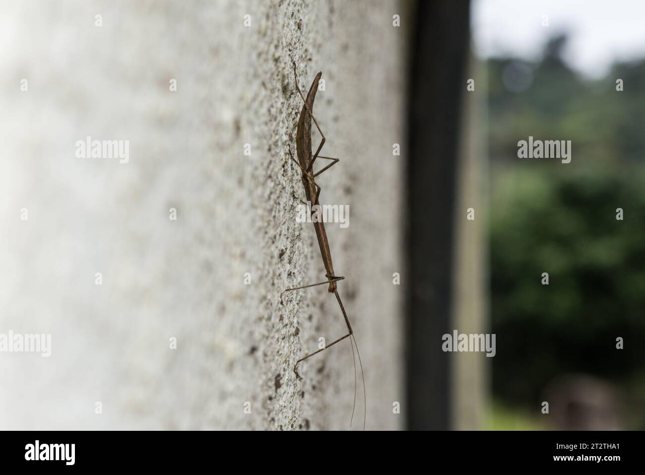 Casa susanita -Fotos und -Bildmaterial in hoher Auflösung – Alamy