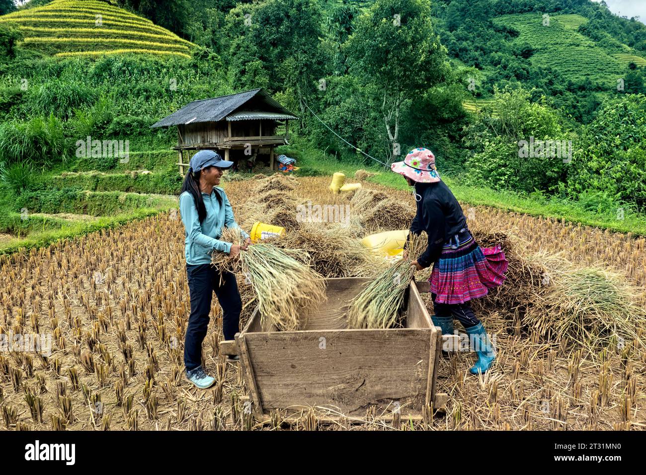 Blumen-Hmong-Frauen, die Reis während der Ernte droschen, Mu Cang Chai ...