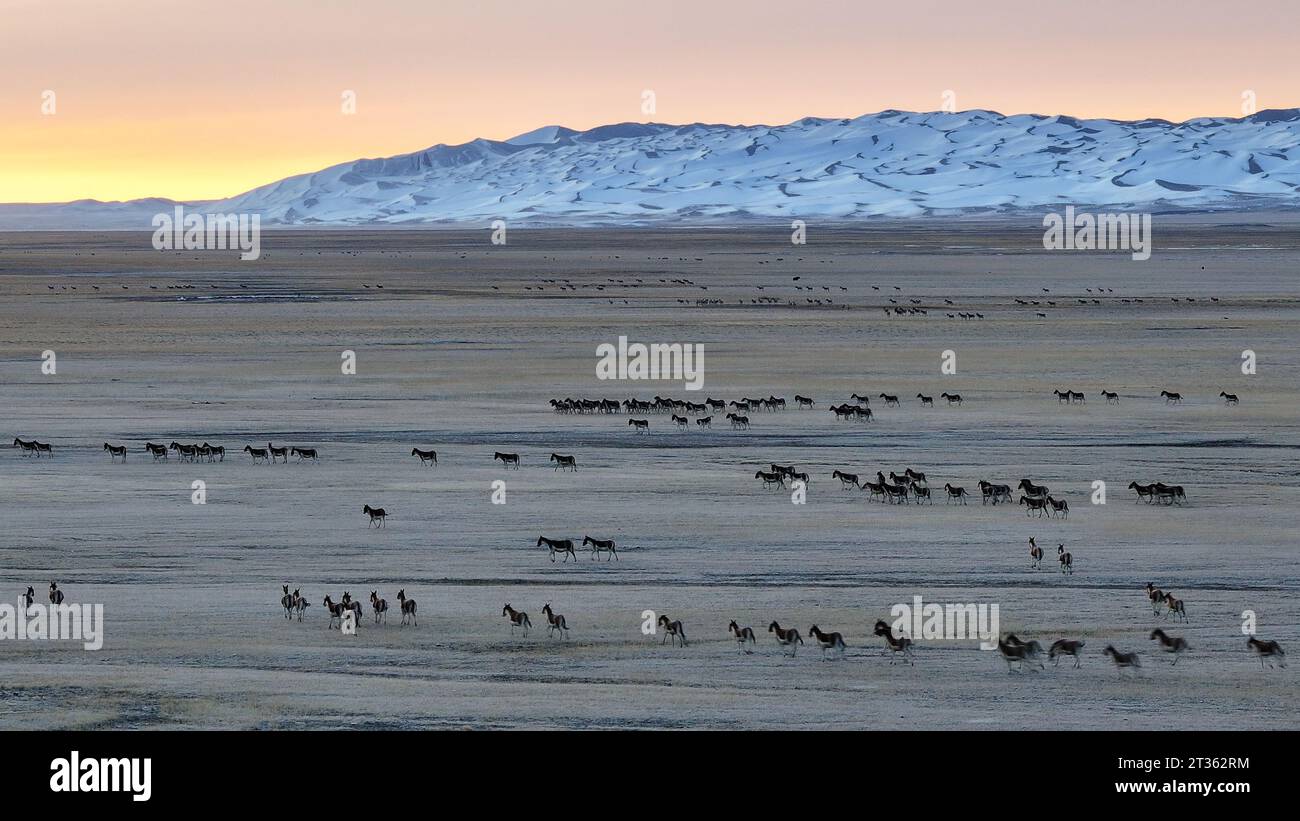 Ruoqiang. Oktober 2023. Dieses Luftbild, das am 17. Oktober 2023 ...
