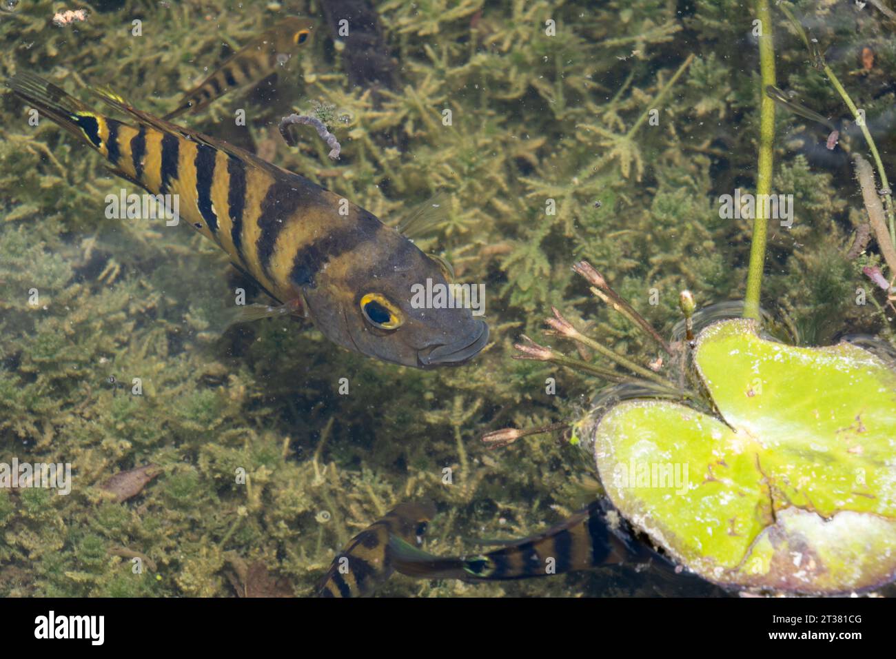 Fische in freier Wildbahn. Castarrica mojarra, roter Mojarra ...