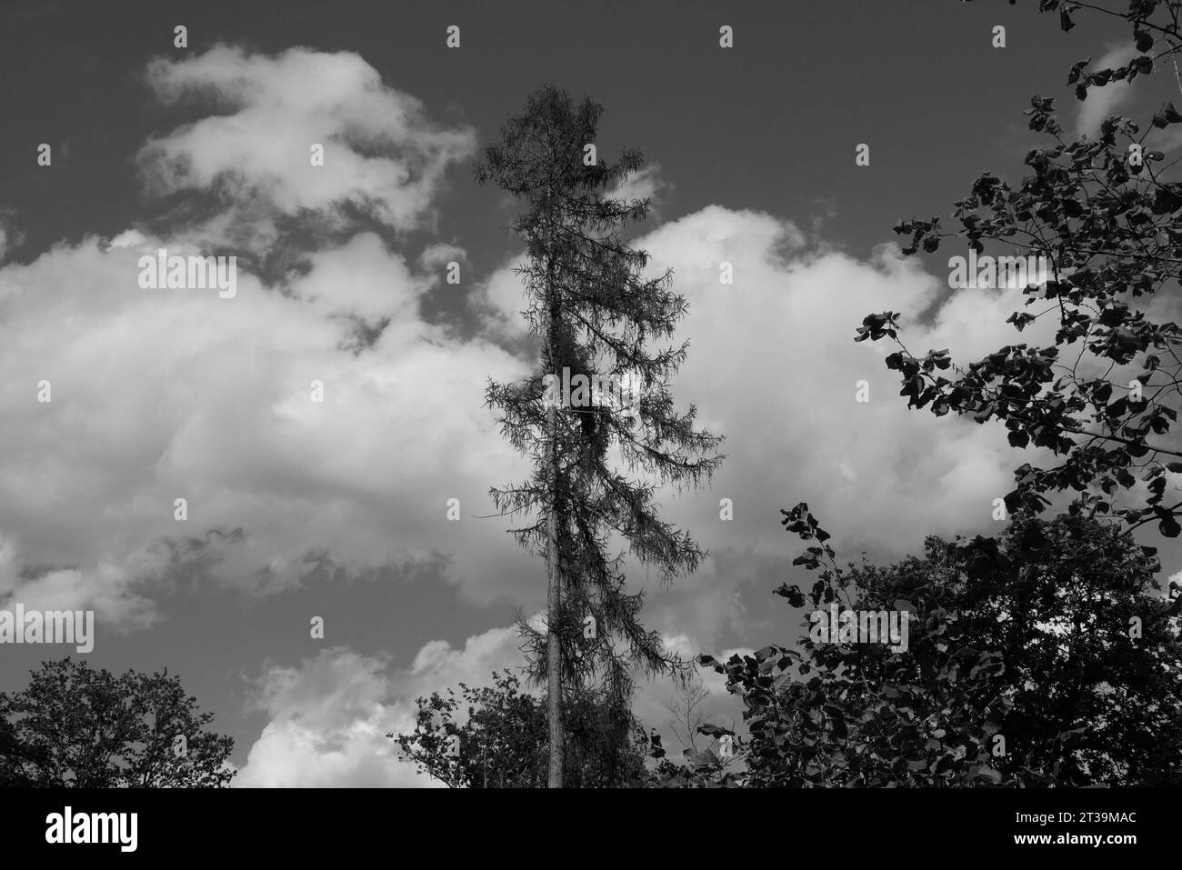 Tannenbaum im schwarzwald -Fotos und -Bildmaterial in hoher Auflösung ...