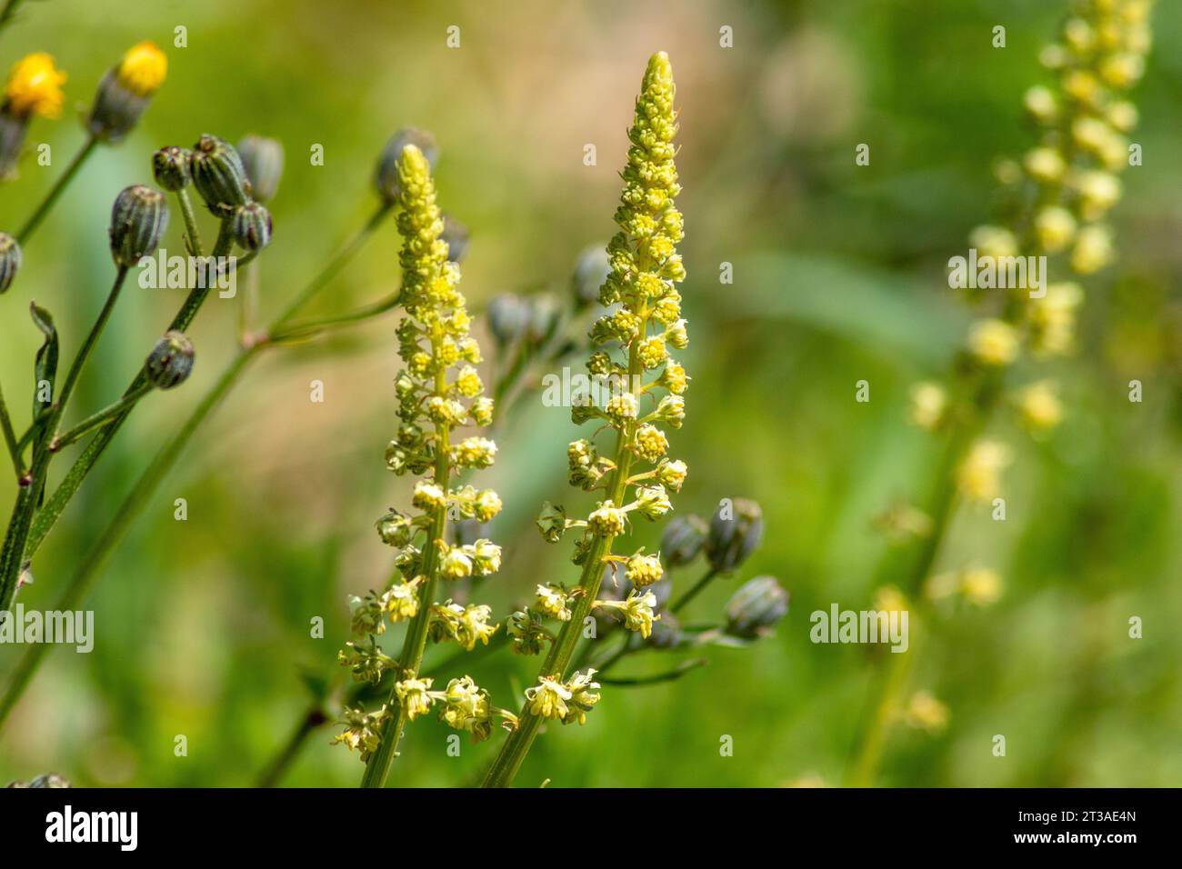 Yellow mignonette -Fotos und -Bildmaterial in hoher Auflösung – Alamy