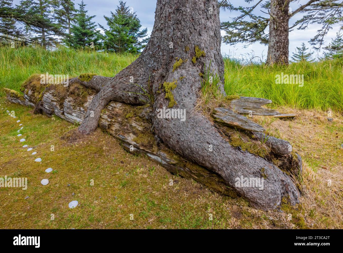 Baum wächst auf Totem, der sich in der Erde auflöst, in der alten ...
