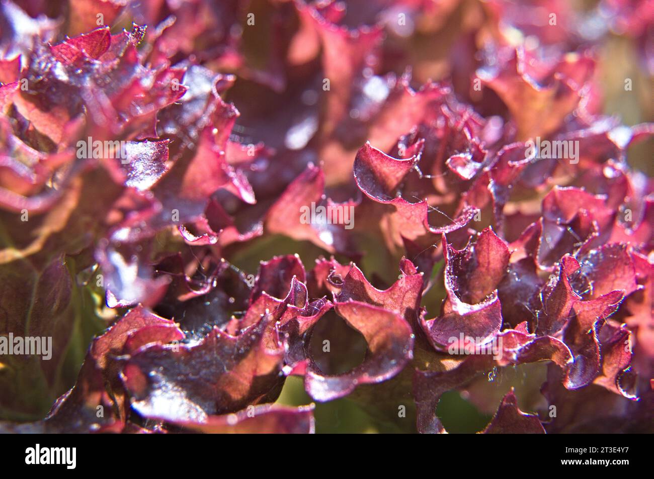 Roter salat -Fotos und -Bildmaterial in hoher Auflösung – Alamy