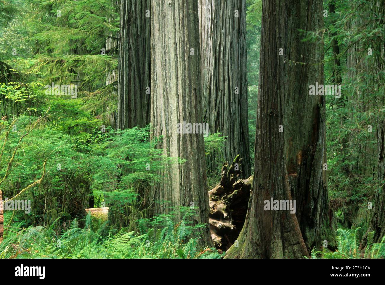 Simpson reed grove trail -Fotos und -Bildmaterial in hoher Auflösung ...