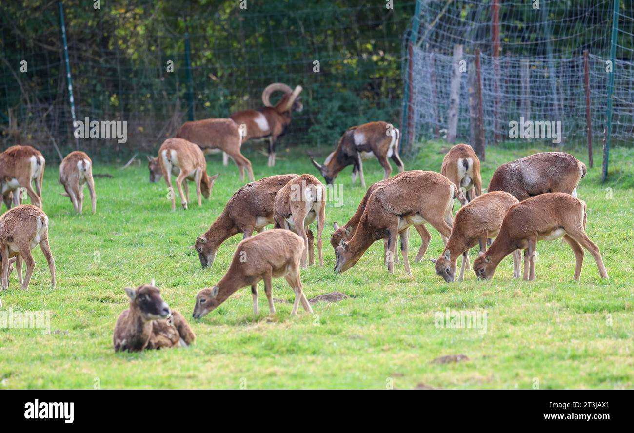 23.10.2023, Palting, AUT, unterwegs in der Oberösterreich, Themenbild ...